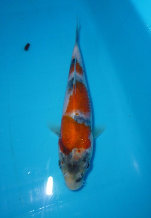 Growth Development of Marugen Showa Koi Fish In Mud Pond | Marugen Koi Farm