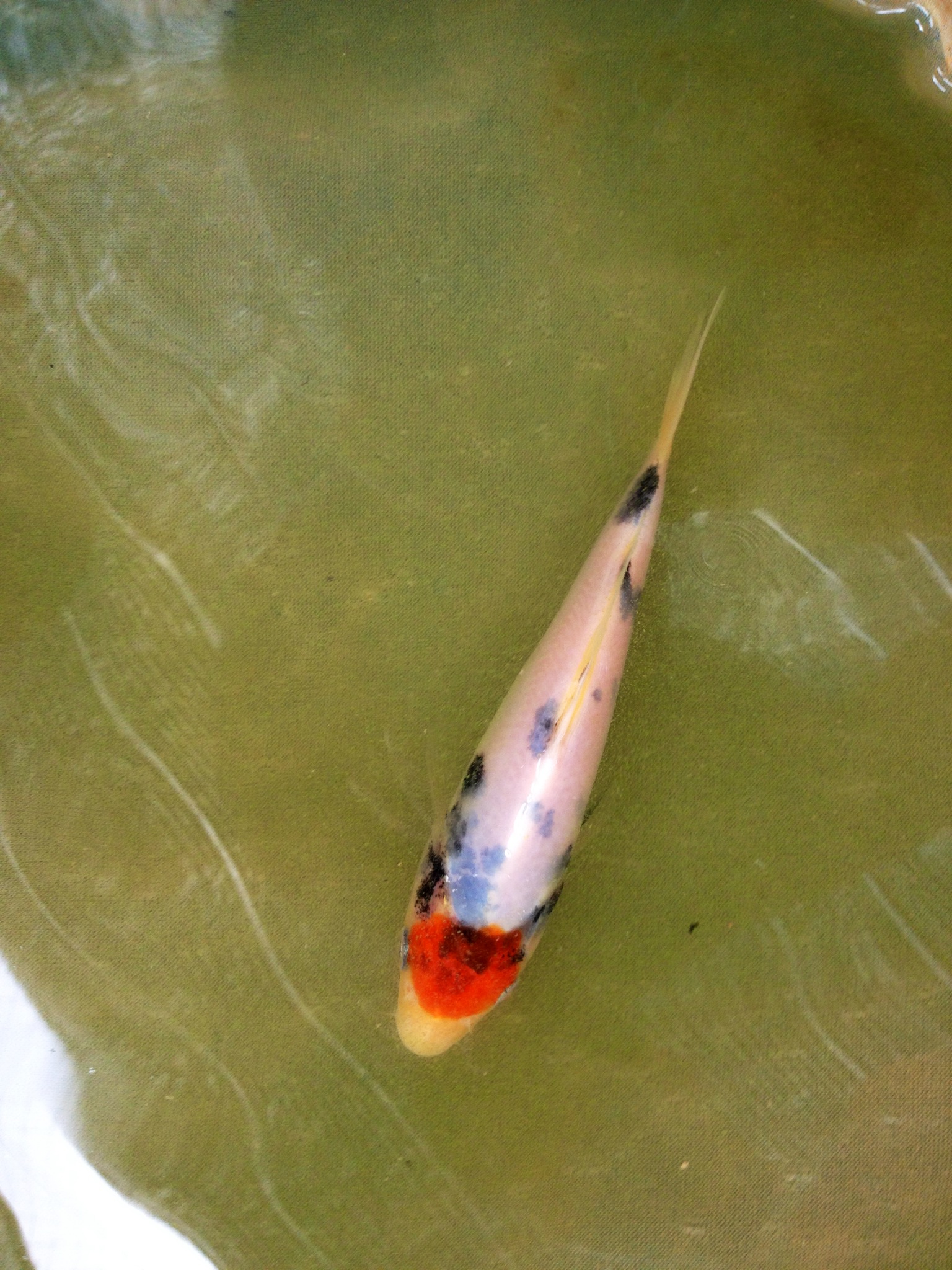 Marugen Koi Farm – Black Beauty’s Offspring (Baby Tancho Showa Koi @ 1. ...