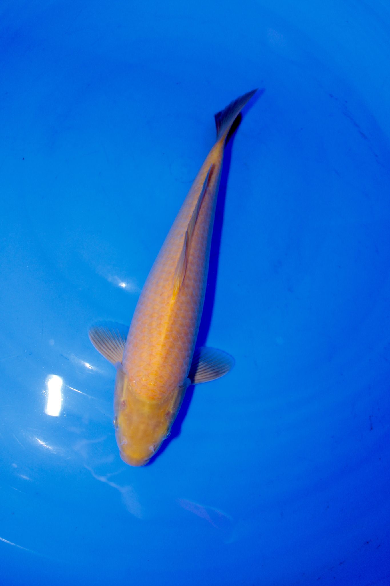 Marugen Koi Farm – Karashigoi For Sale | Marugen Koi Farm